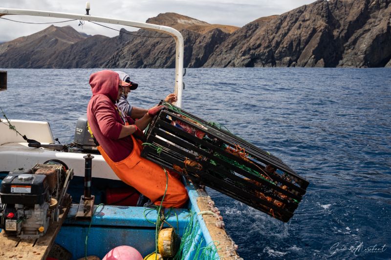 Pesca sustentable: ¿Qué exigencias se deben cumplir para su extracción ...