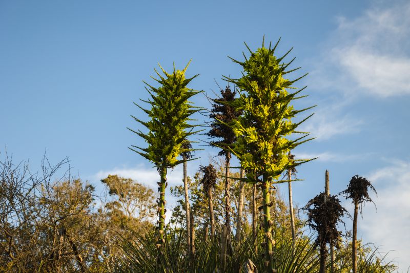 Puya chilensis: La planta endémica que floreció en Parque Tricao y ...