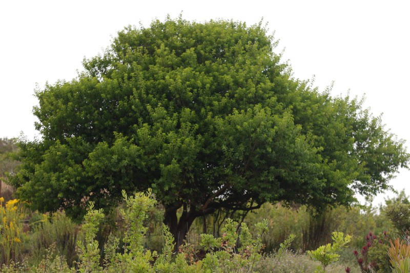 Bosque esclerófilo de Parque Tricao: una rareza sureña en el centro de ...