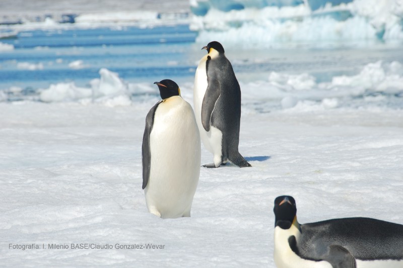 Hito para Chile: científicas polares estudiarán a pingüino Emperador ...