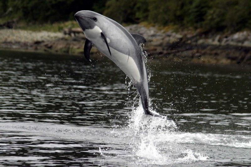Delfines expuestos a riesgos en Áreas Protegidas de la Patagonia ...