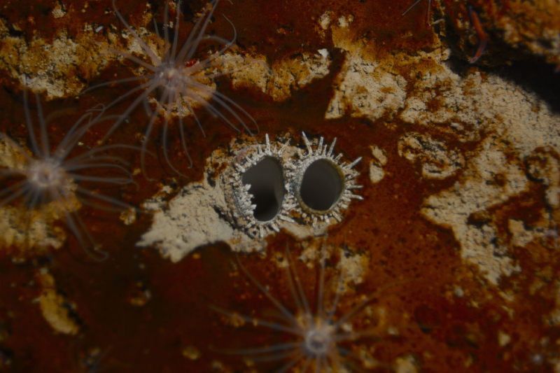 Hallazgo en la Antártica: almeja Laternula elliptica revela secretos ...