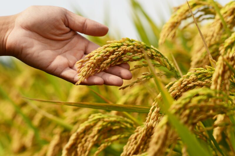 Arroz biofortificado: Un gran avance para combatir la deficiencia de vitamina B1 - Diario ...